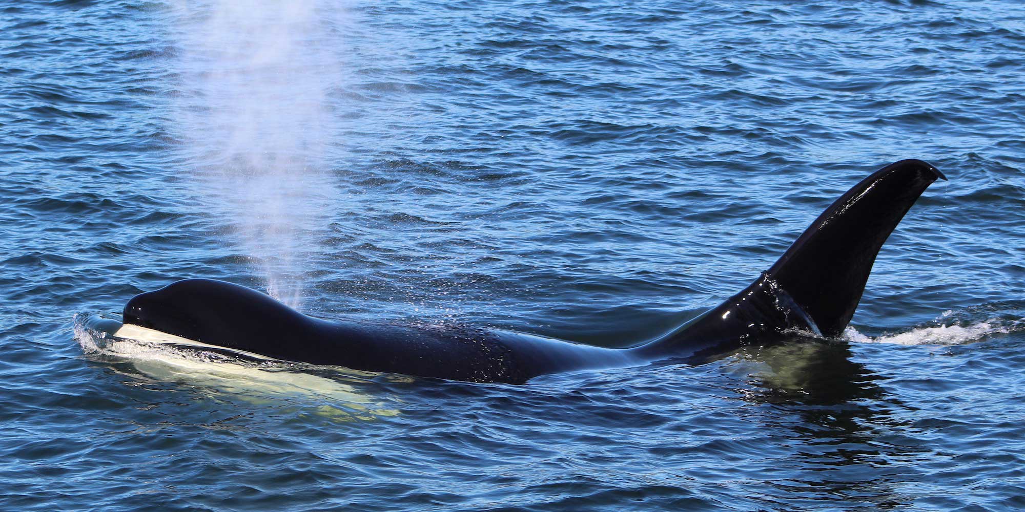 Ocean Acoustics - Marine Acoustic consultancy | Scientific Services